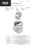Digestive System Coloring Worksheet | PDF | Human Digestive System ...