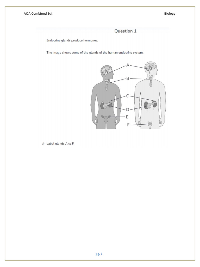 AQA Endocrine System Quiz | PDF