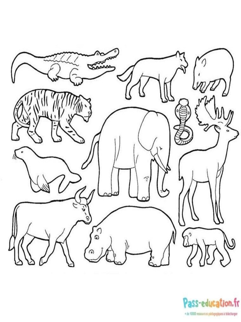Coloriage Animaux Sauvages 1 PDF Gratuit A Imprimer | PDF