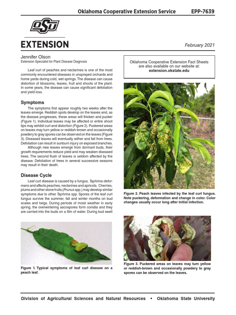 Leaf Curl Disease in Peaches | PDF | Peach | Plants