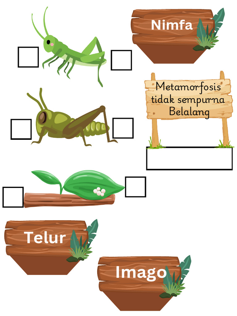 Belalang Metamorfosis | PDF