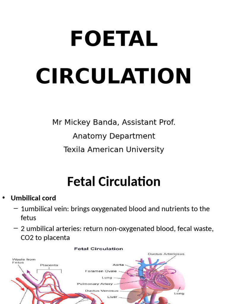 Foetal Circulation | PDF | Fetus | Atrium (Heart)