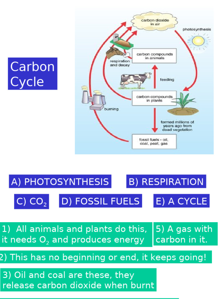 Carbon Cycle | PDF | Carbon Dioxide | Cellular Respiration