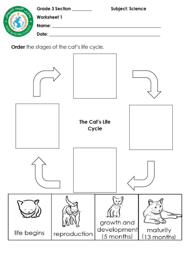 Grade 3 - Worksheet 1 - Life Cycle | PDF