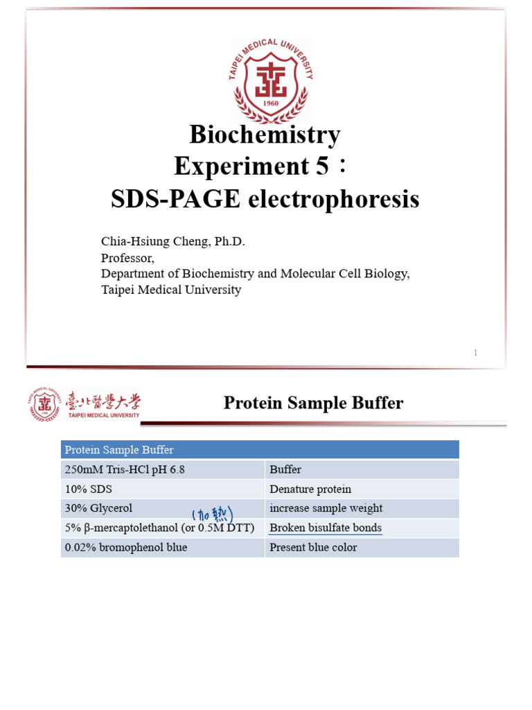 Exp5-SDS-PAGE Electrophoresis | PDF | Gel Electrophoresis | Polyacrylamide Gel Electrophoresis