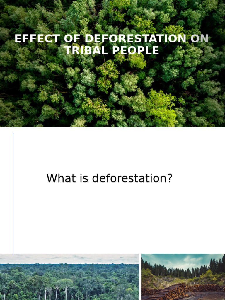 Deforestation in Detail | PDF | Deforestation | Forests