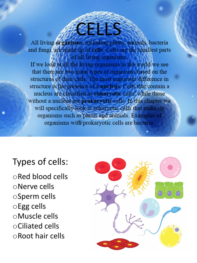 CELLS | PDF | Science & Mathematics