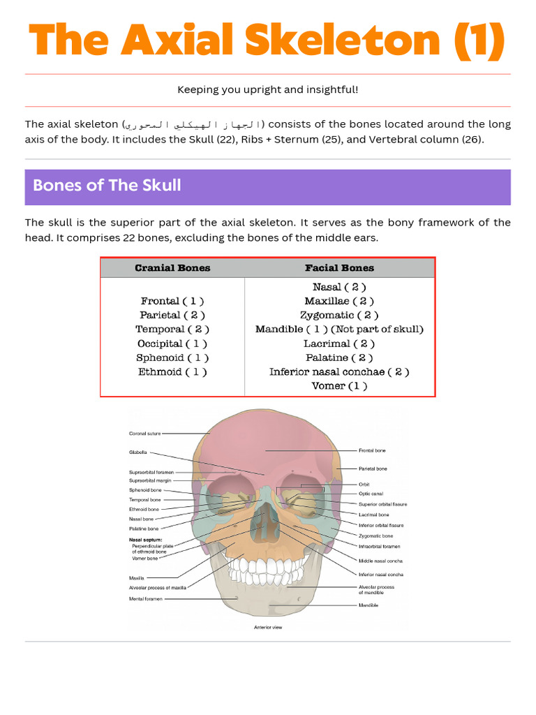 (F5) The Axial Skeleton | PDF | Skull | Human Nose