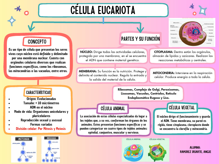 Mapa Conceptual Celula Eucariota | PDF | Biología Celular) | Citoplasma Mapa Conceptual Celula Eucariota | PDF | Biología Celular) | Citoplasma