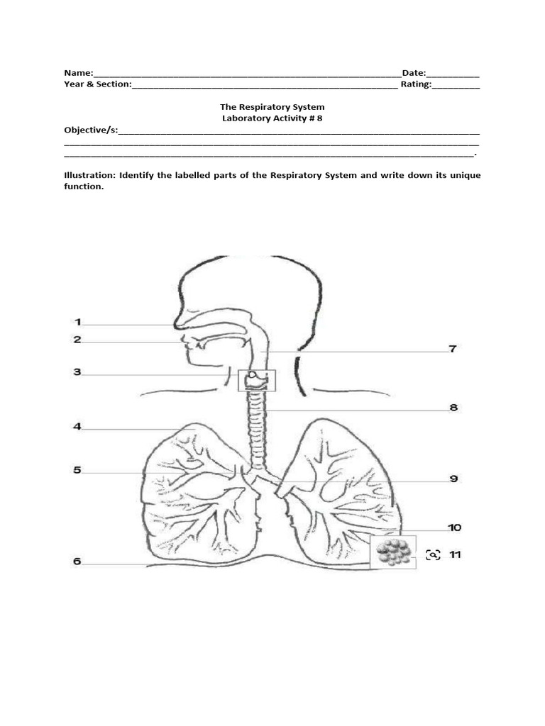 Laboratory Activity 8 Respiratory System | PDF | Breathing | Cancer