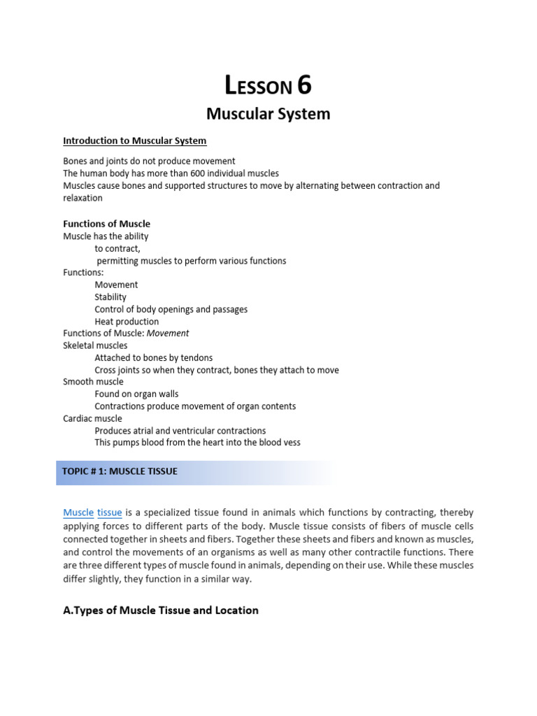 LESSON-6-Muscular-System | PDF | Human Leg | Muscle Contraction