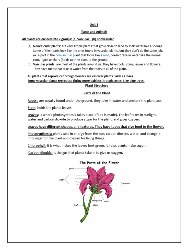 Science Unit 3 Plants and Animals | PDF | Plants | Leaf