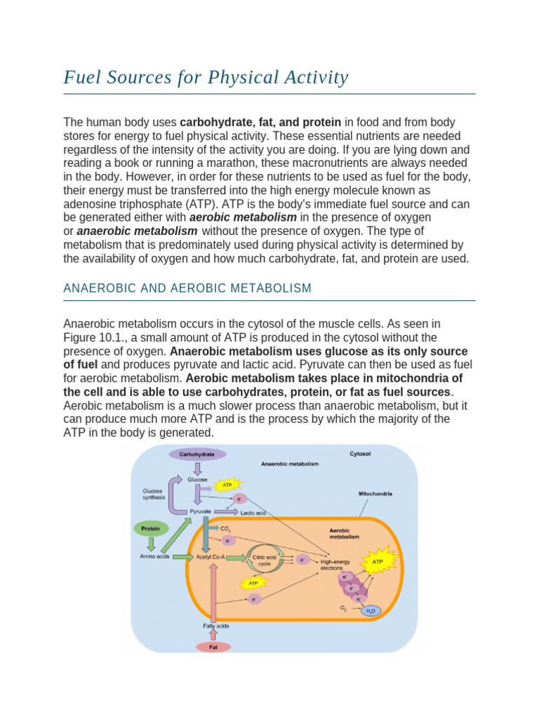 Fuel Sources For Physical Activity | PDF | Cellular Respiration ...
