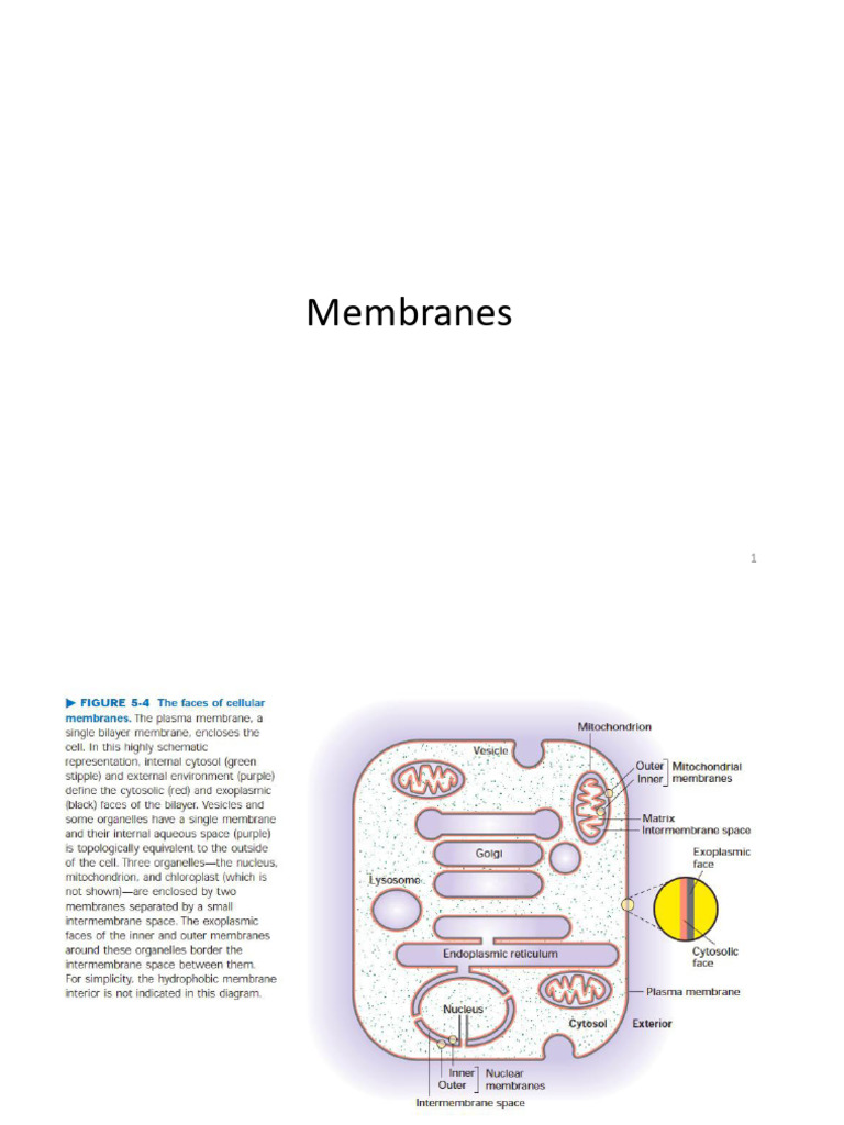 Understanding Membrane Structure and Function | PDF | Cell Membrane | Lipid
