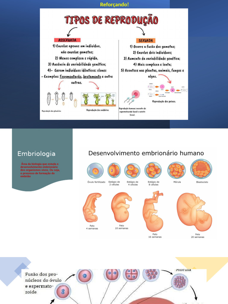 Fases do Desenvolvimento Embrionário | PDF | Anatomia | Reprodução