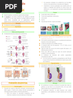 Anatomía del Escroto y Testículos | PDF | Testículo | Especialidades ...
