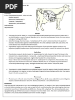 Cow Anatomy | PDF