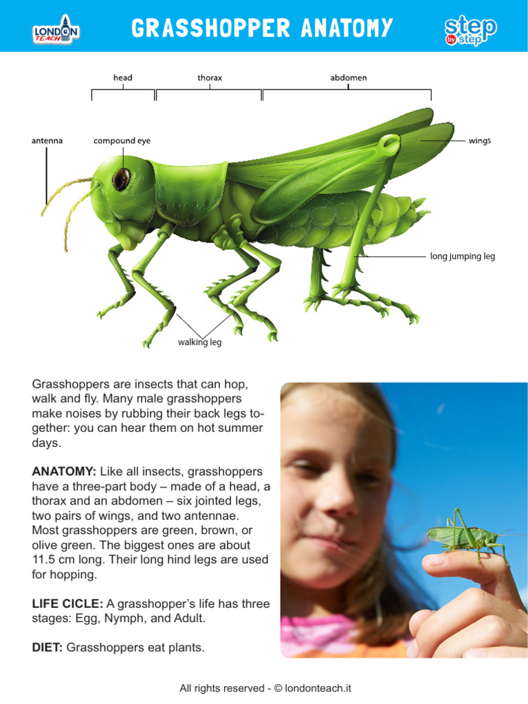 Grasshopper Anatomy | PDF