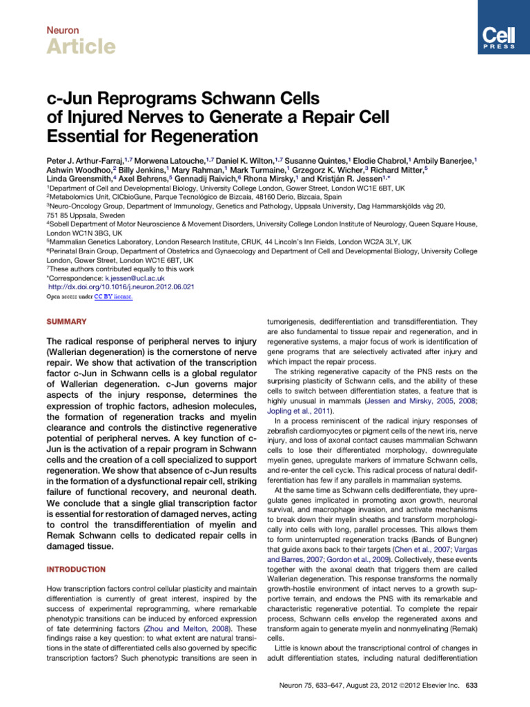 C-Jun Reprograms Schwann Cells of Injured Nerves To Generate A Repair ...