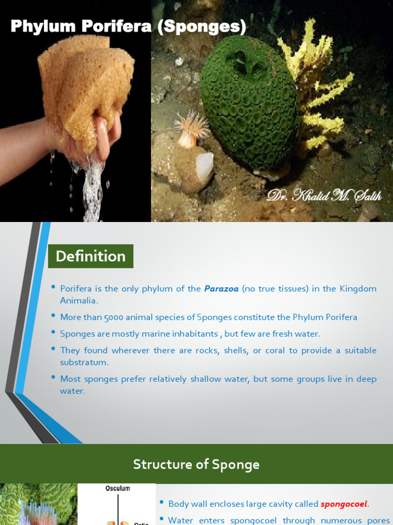 Overview of Phylum Porifera (Sponges) | PDF | Sponge