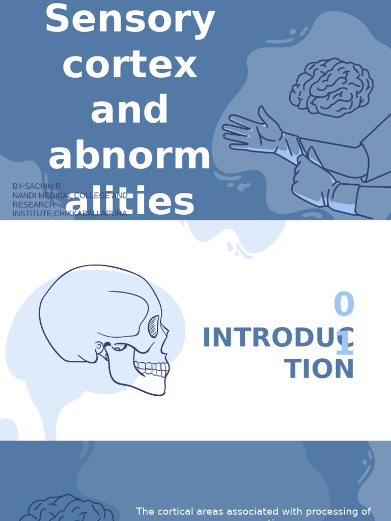 Sensory | PDF | Cerebral Cortex | Somatosensory System
