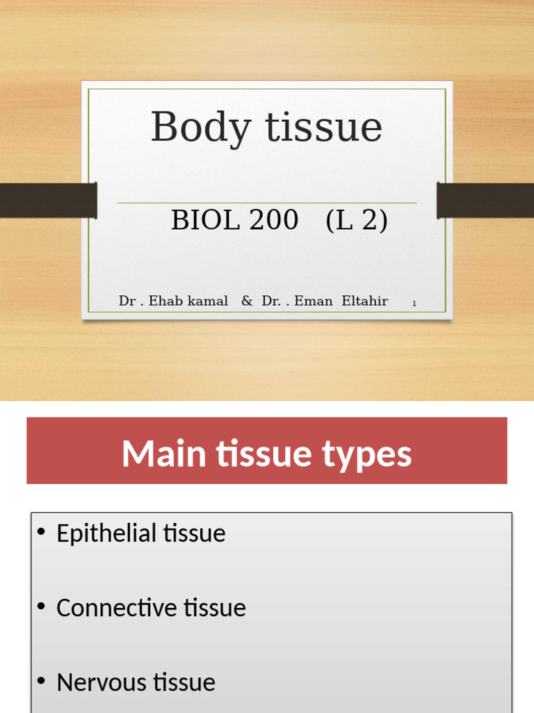 Body Tissue | PDF | Epithelium | Connective Tissue