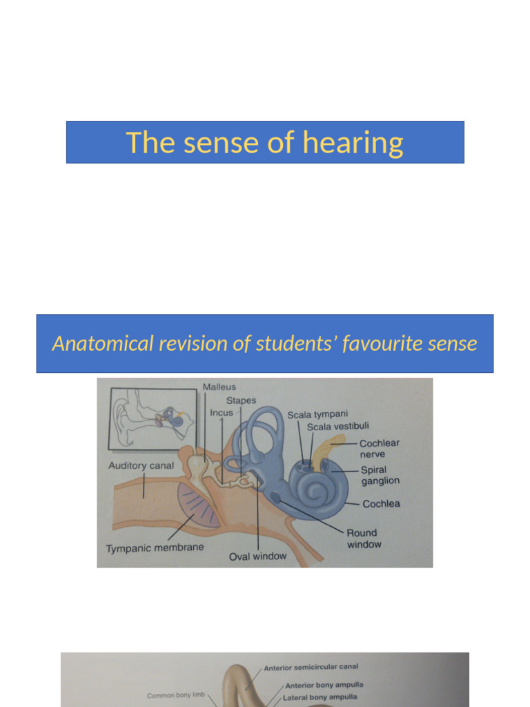 The Sense of Hearing | PDF | Language Arts & Discipline | Self-Improvement
