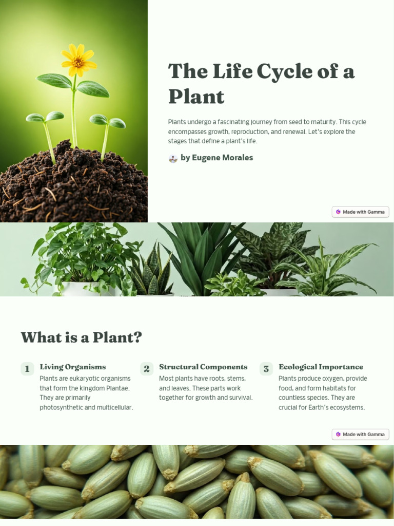 The Life Cycle of A Plant | PDF | Seed | Flowers