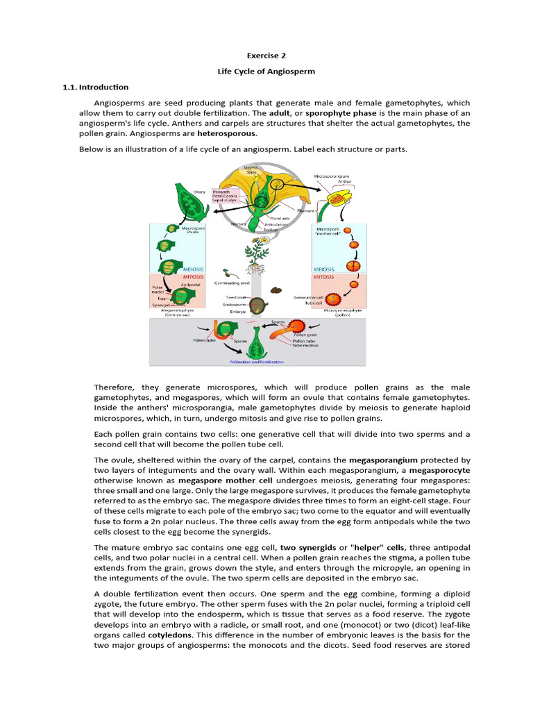 Angiosperm Life Cycle Explained | PDF | Flowers | Biology