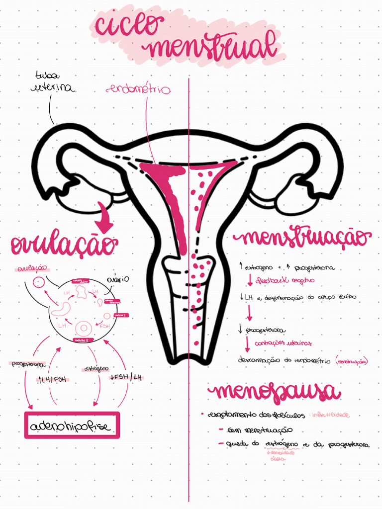 Sistema Reprodutor Feminino e Métodos Contraceptivos | PDF