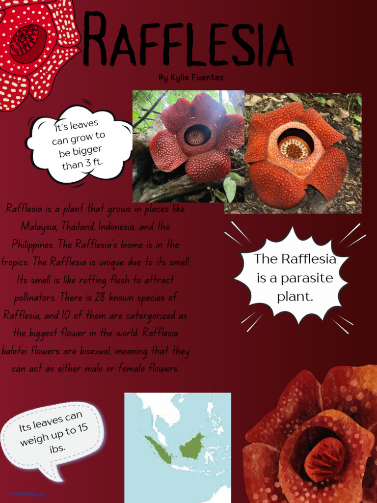 Rafflesia | PDF