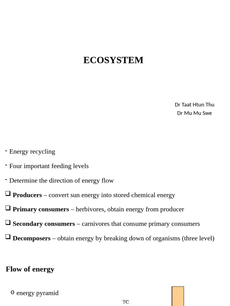 Ecosystem | PDF | Food Web | Predation