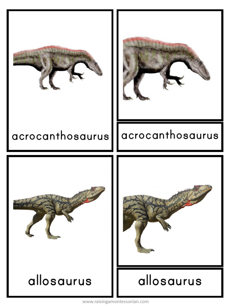 Carnivorous Dinosaur Nomenclature Cards | PDF | Young Adult