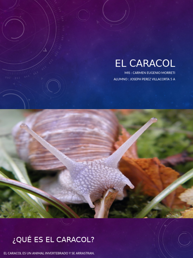 El Caracol | PDF