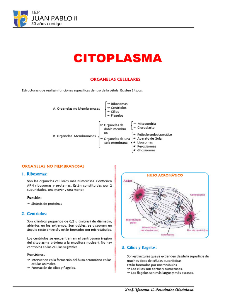 Citoplasma-4to. | PDF | Citoplasma | Biología Celular)