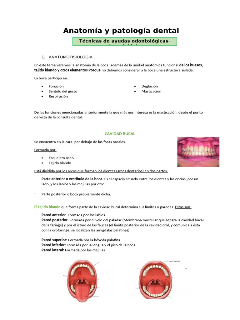Anatomía y Patología Dental- U.5 | PDF | Diente humano | Diente
