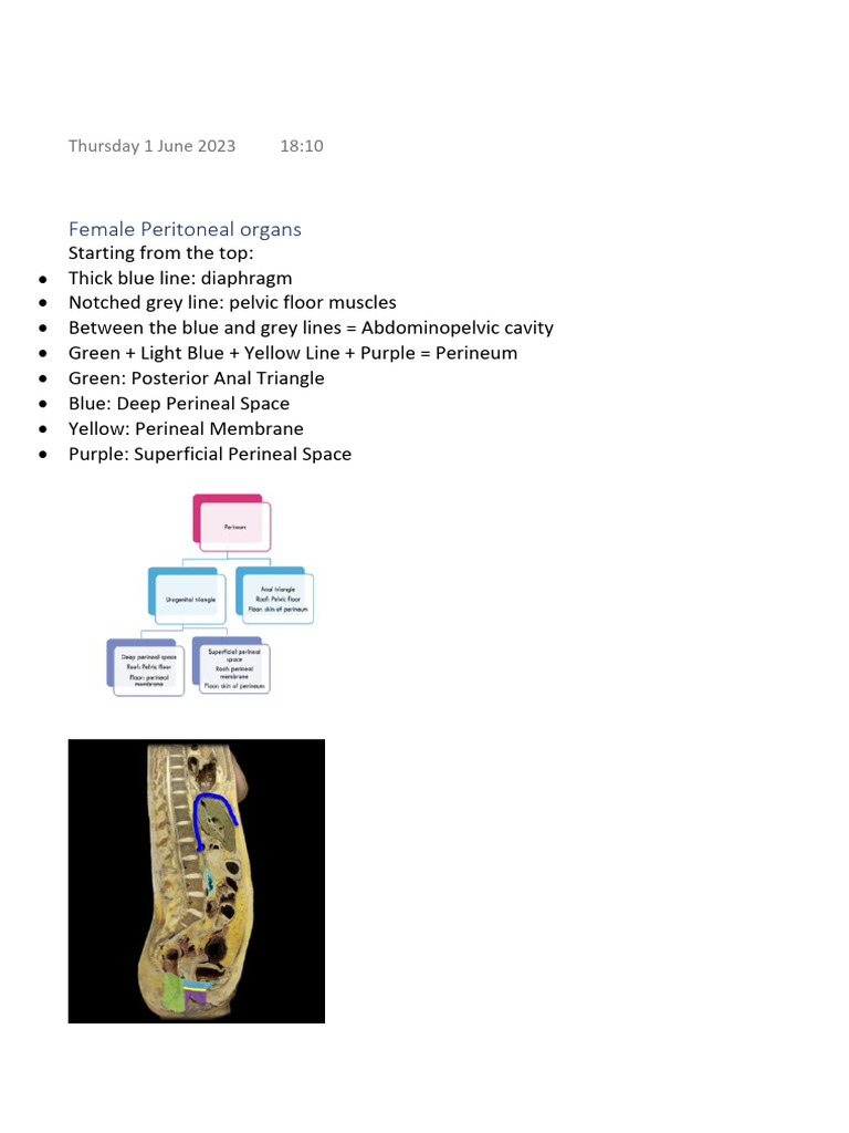 Female Peritoneal Organs | PDF | Science & Mathematics
