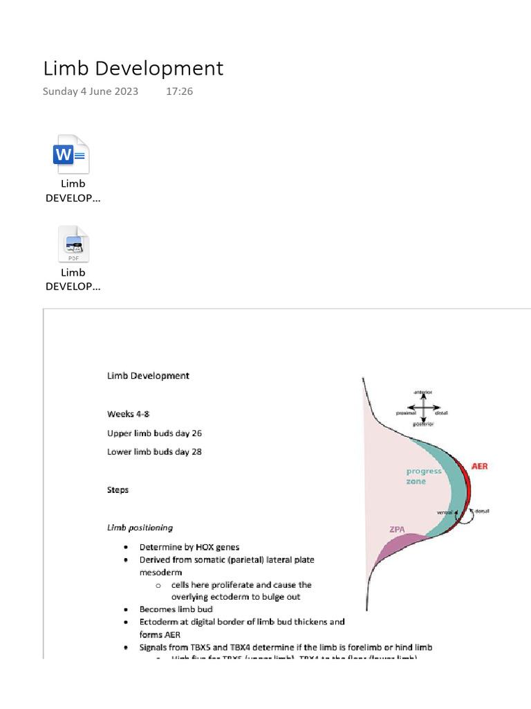 Limb Development | PDF