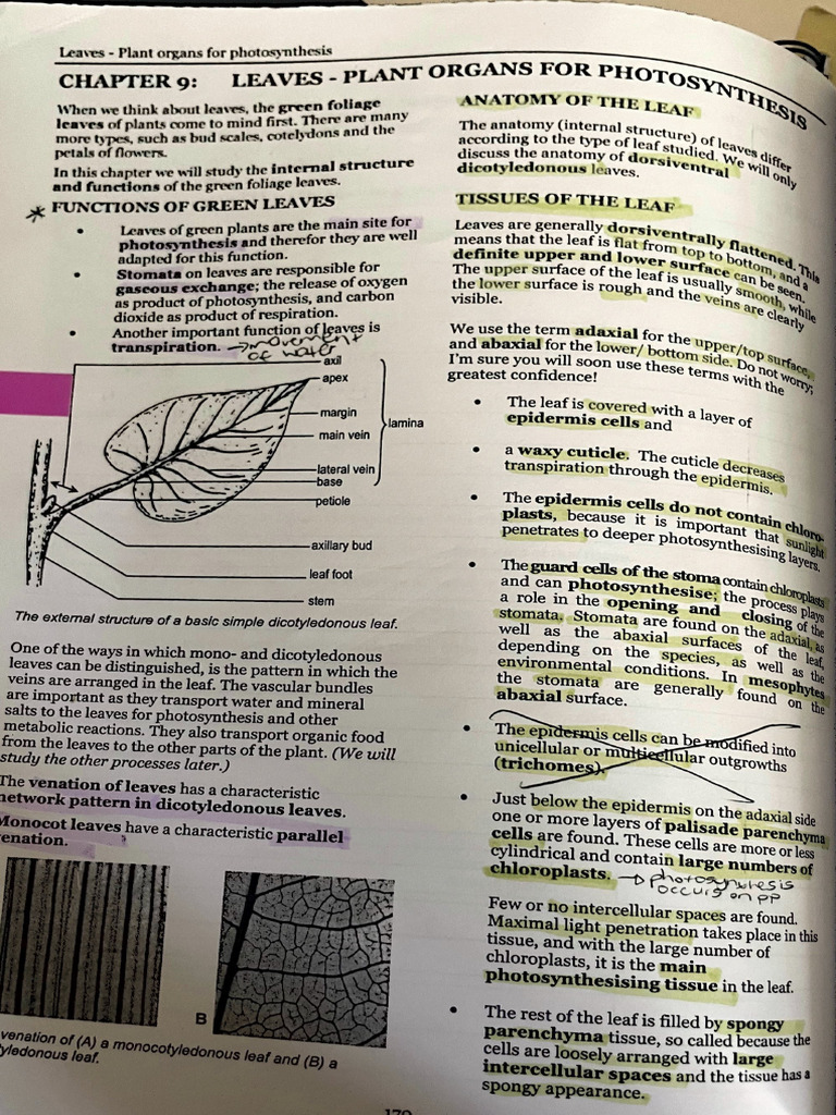 Leaves | PDF | Leaf | Anatomy