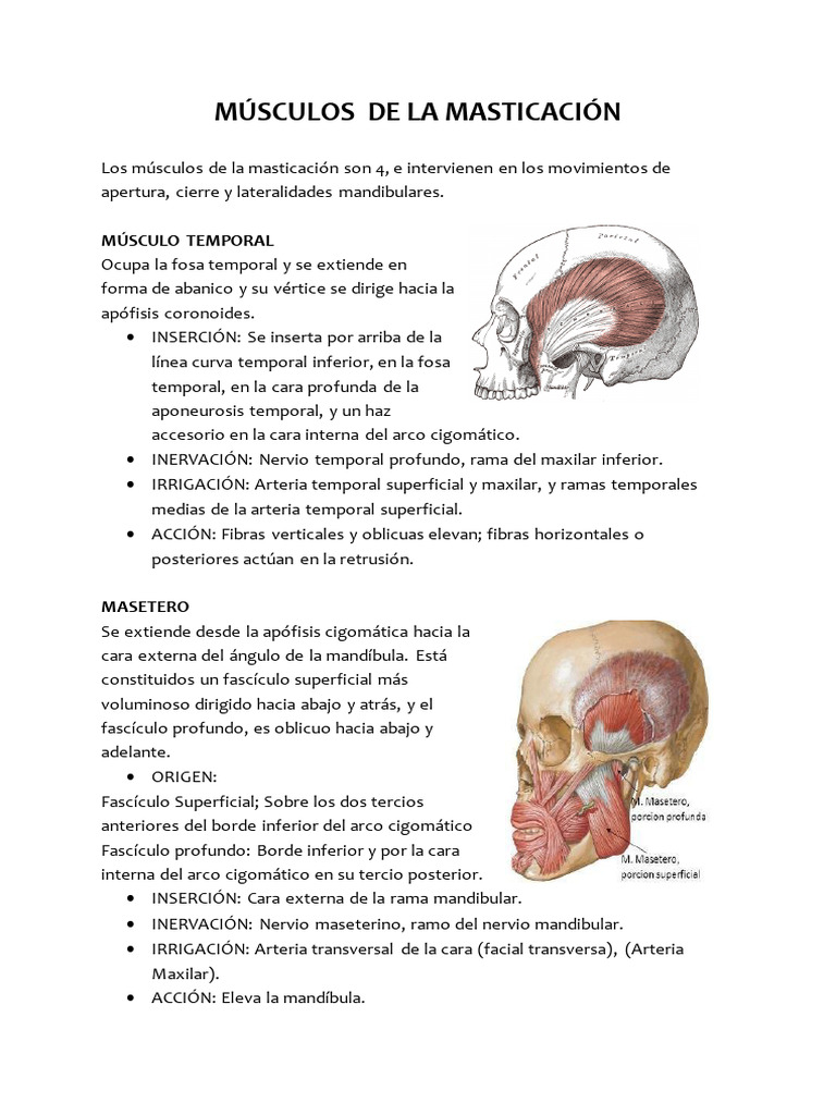 Músculos de La Masticación | PDF | Anatomía humana | Cabeza y cuello ...