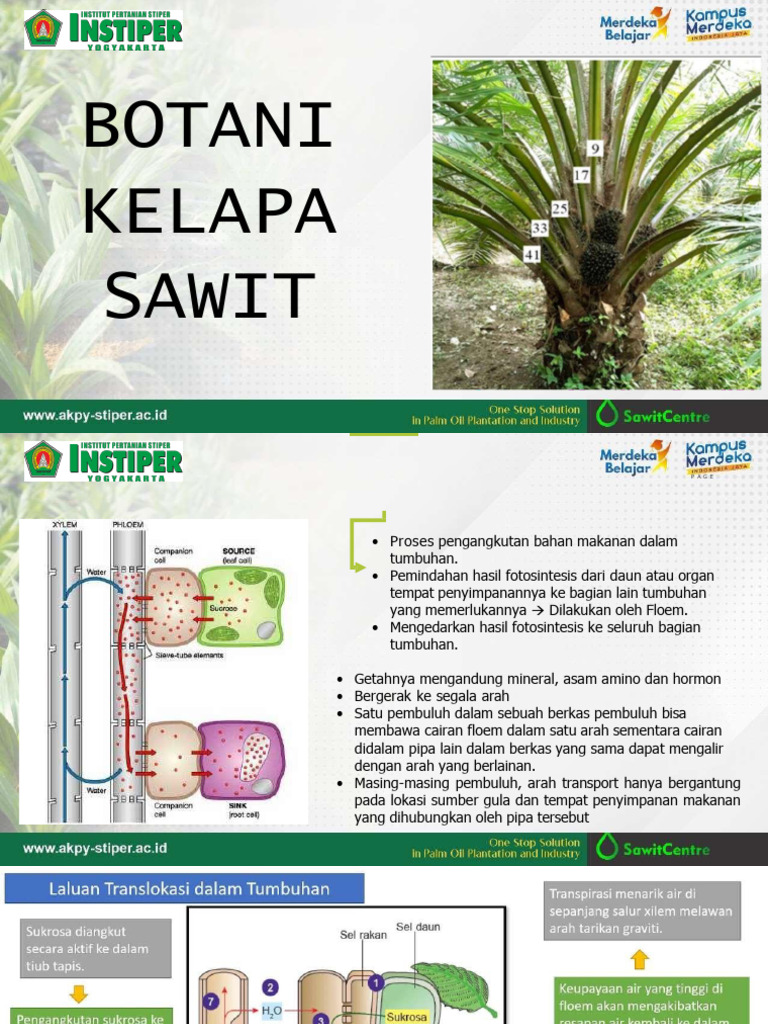 Biologi Botani Kelapa Sawit Tugas 2 | PDF | Sains & Matematika