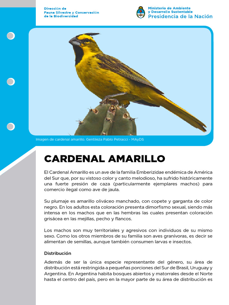 Características del Cardenal Amarillo | PDF | Aves | Ornitología