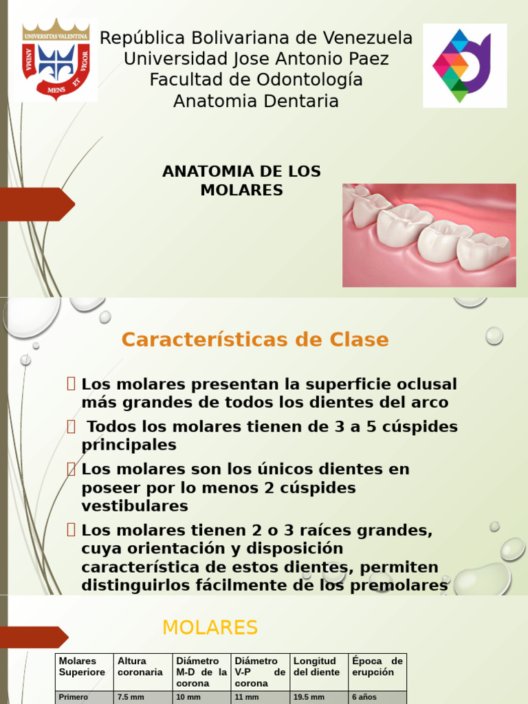 Clase Molares RECARGADO 2022 | PDF | Diente | Anatomia dental