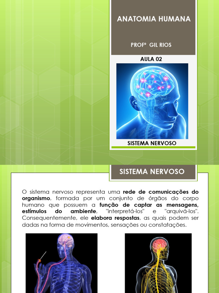 Anatomia Humana - Aula - Sistema Nervoso - SNC e SNP | PDF | Sistema ...