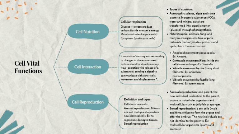 Cell Vital Functions and Reproduction | PDF | Cell (Biology) | Sexual ...