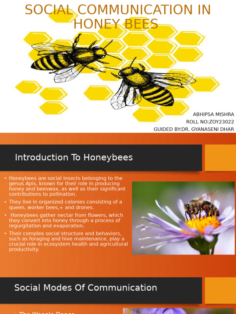 Social Communication in Honeybees | PDF | Honey Bee | Western Honey Bee