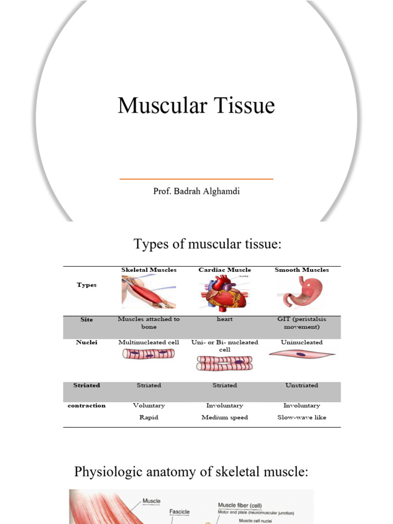 lec 5-8 | PDF | Neuromuscular Junction | Muscle Contraction