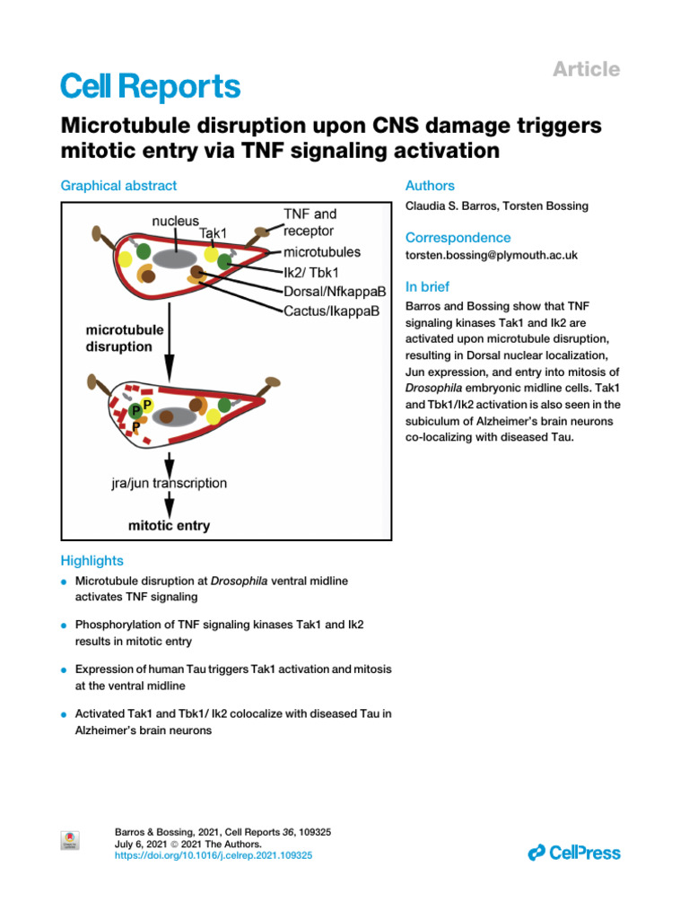 Microtubule Disruption Upon CNS Damage Triggers Mi | PDF | Mitosis ...