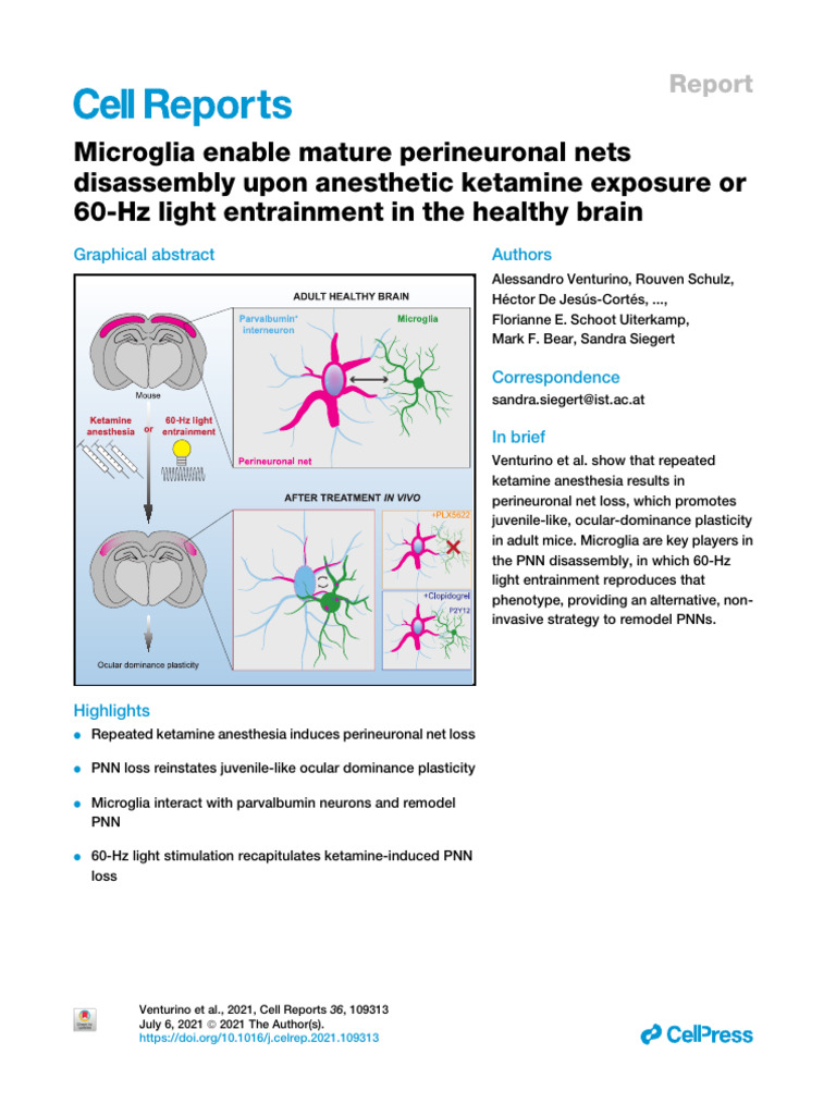 Microglia-enable-mature-perineuronal-nets-disassem | PDF | Microglia | Neuroscience