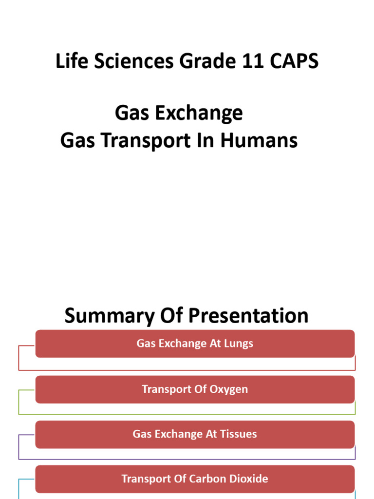 Gas Exchange and Transport in Humans | PDF | Lung | Capillary